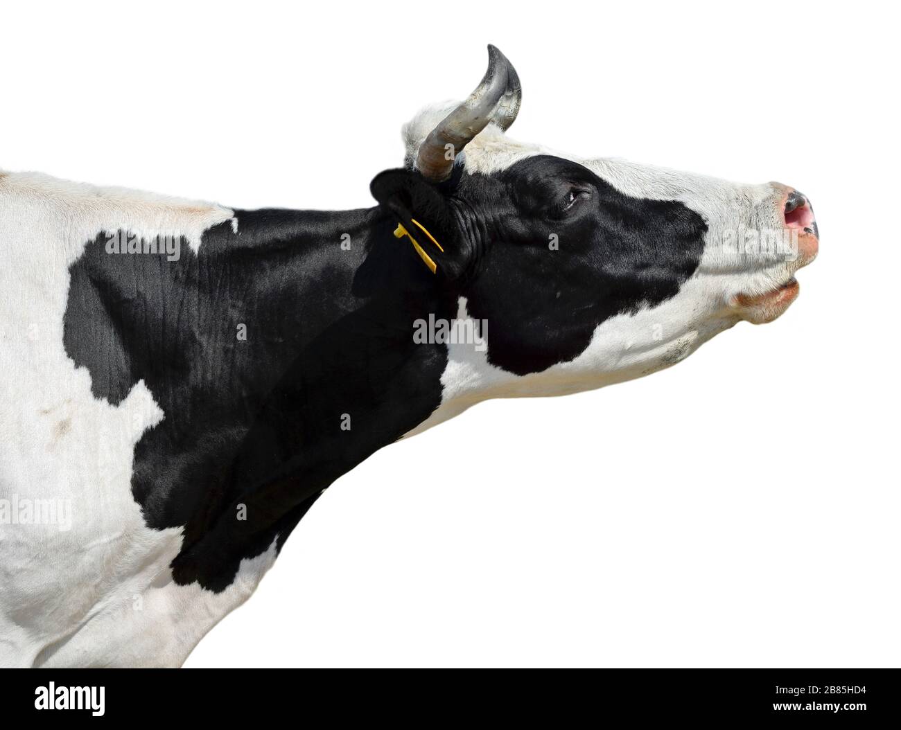 Funny cow isolated on white. Cow muzzle close up. Black and white cow ...