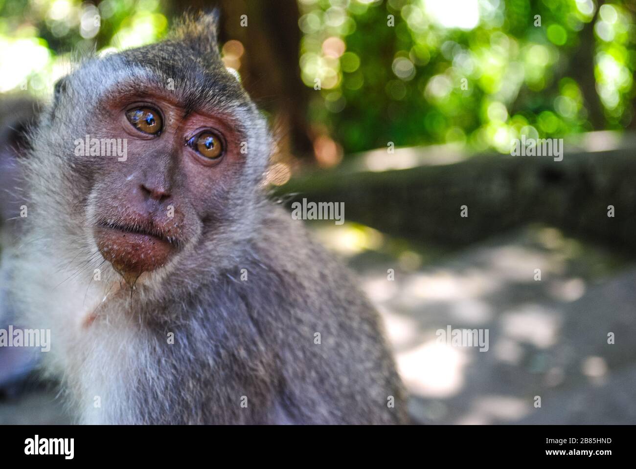 A monkey looking back Stock Photo - Alamy