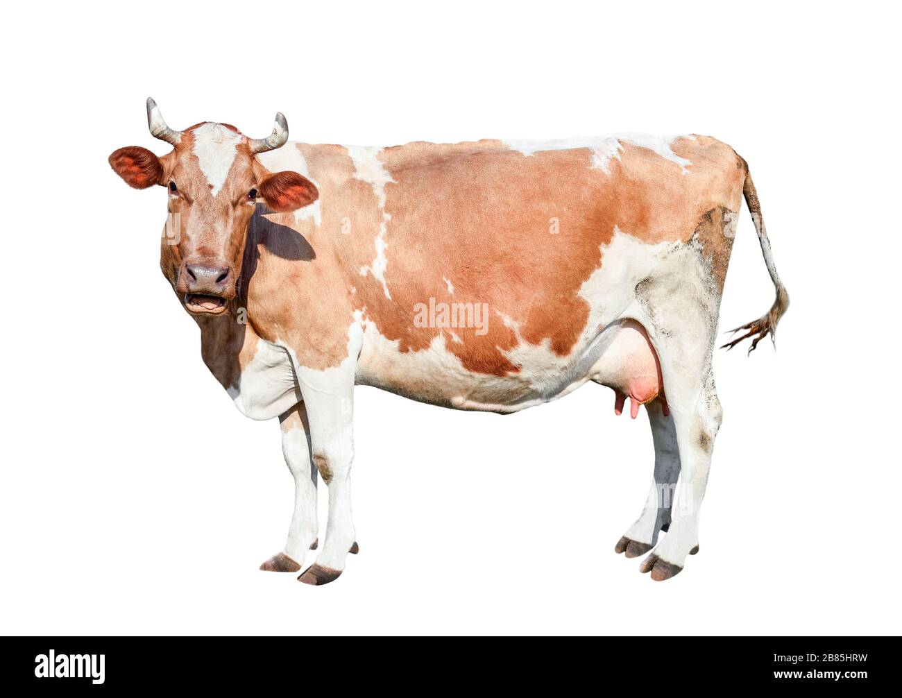 Cow full length. Beautiful young cow isolated on white. Funny red and ...