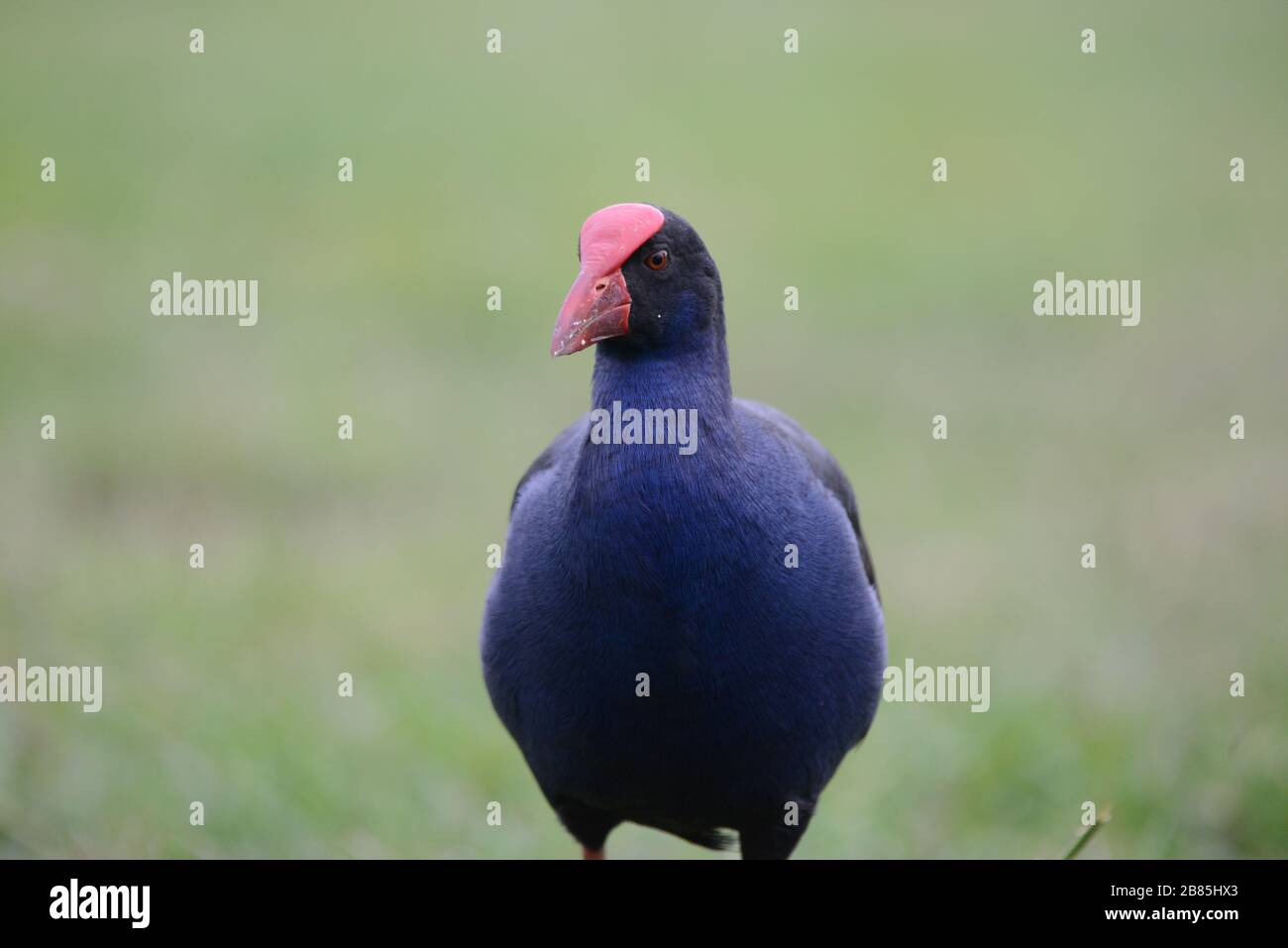 Nomadic sedentary bird hi-res stock photography and images - Alamy