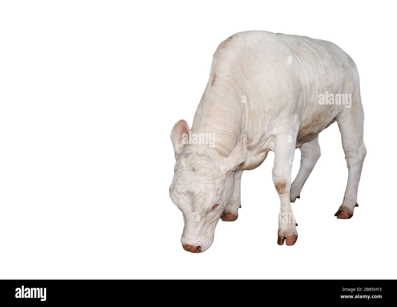 Beautiful young white cow isolated on white background. Cow full length ...