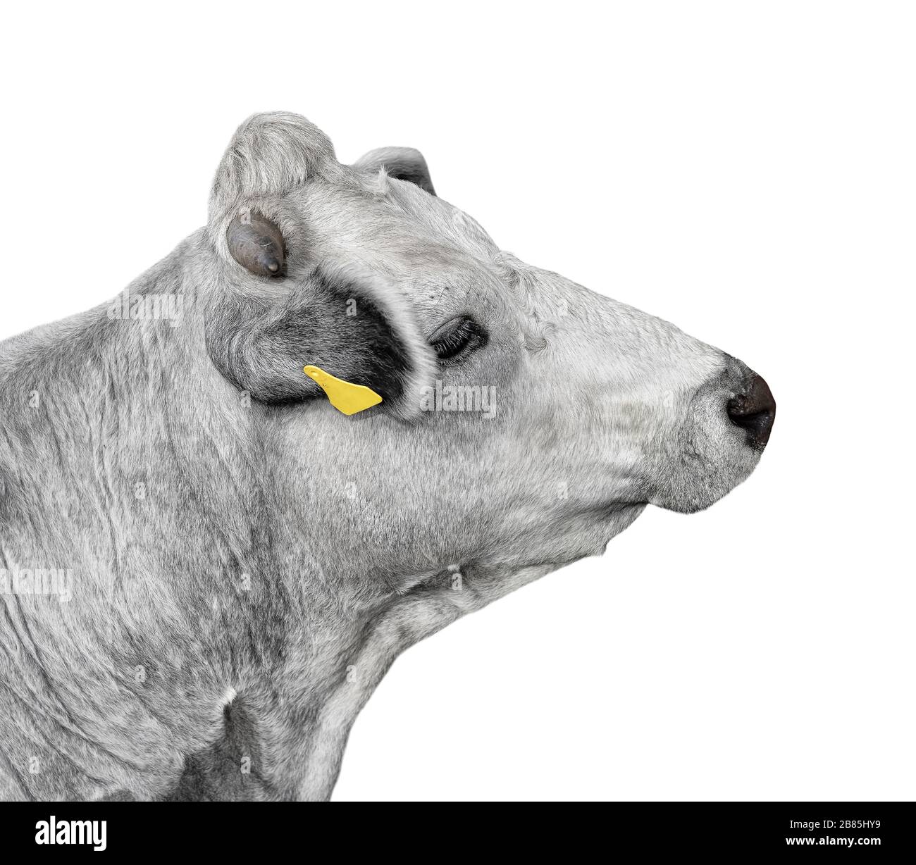 Cow portrait close up isolated on white. Funny cute gray cow head ...