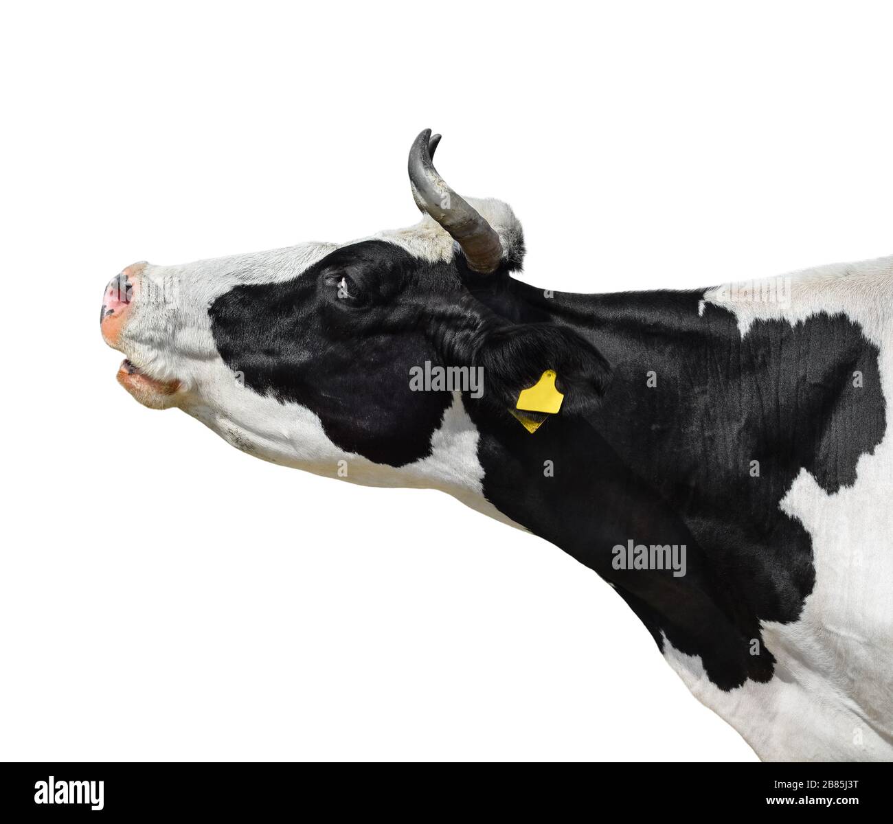 Cow portrait close up isolated on white. Funny cute black and white ...