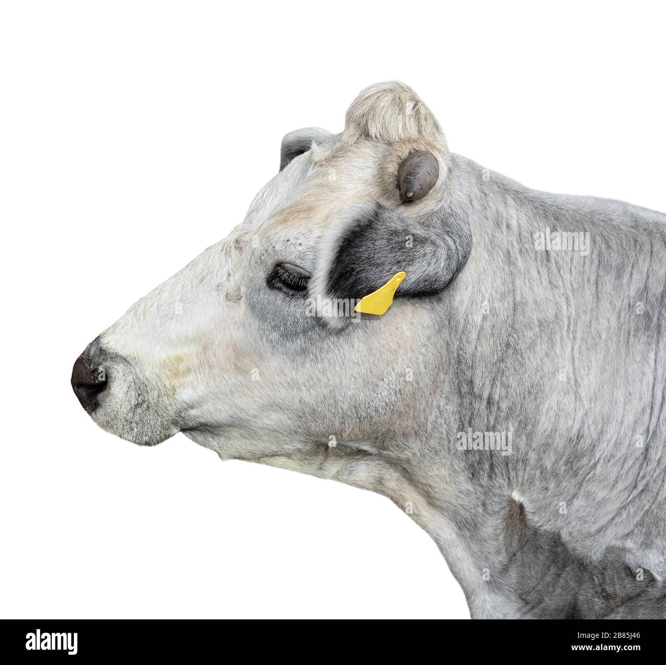 Cow portrait close up isolated on white. Funny cute gray cow head ...