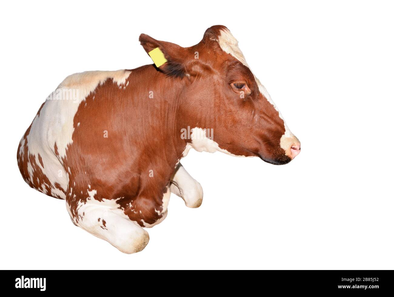 Red Holstein Cow Head