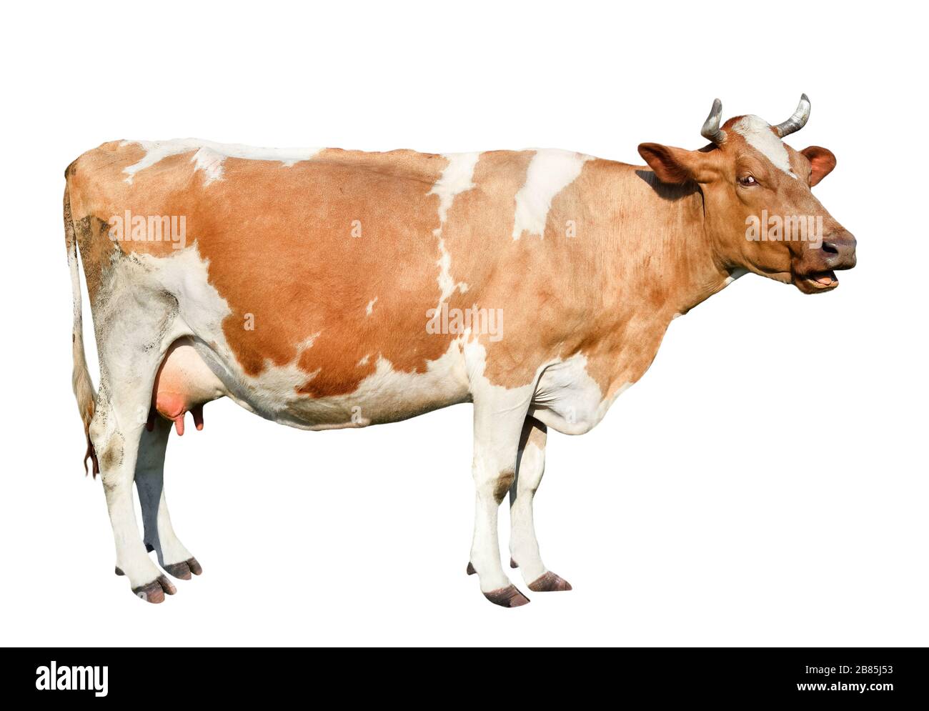 ?ow full length isolated on white background. Funny cute red spotted ...