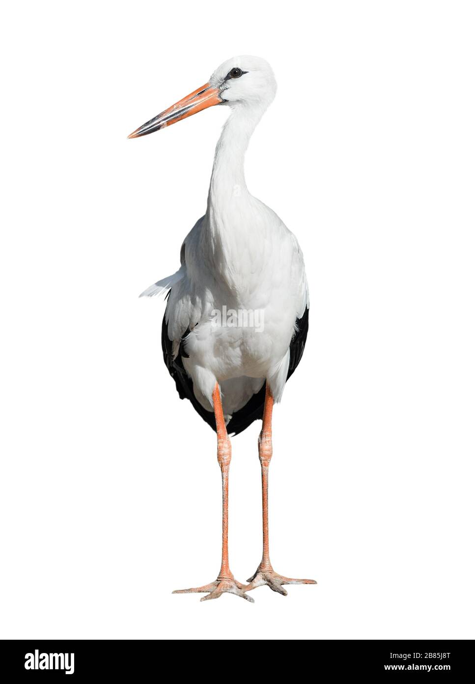 Crane bird full length isolated on white. Crane is tall, long-legged ...
