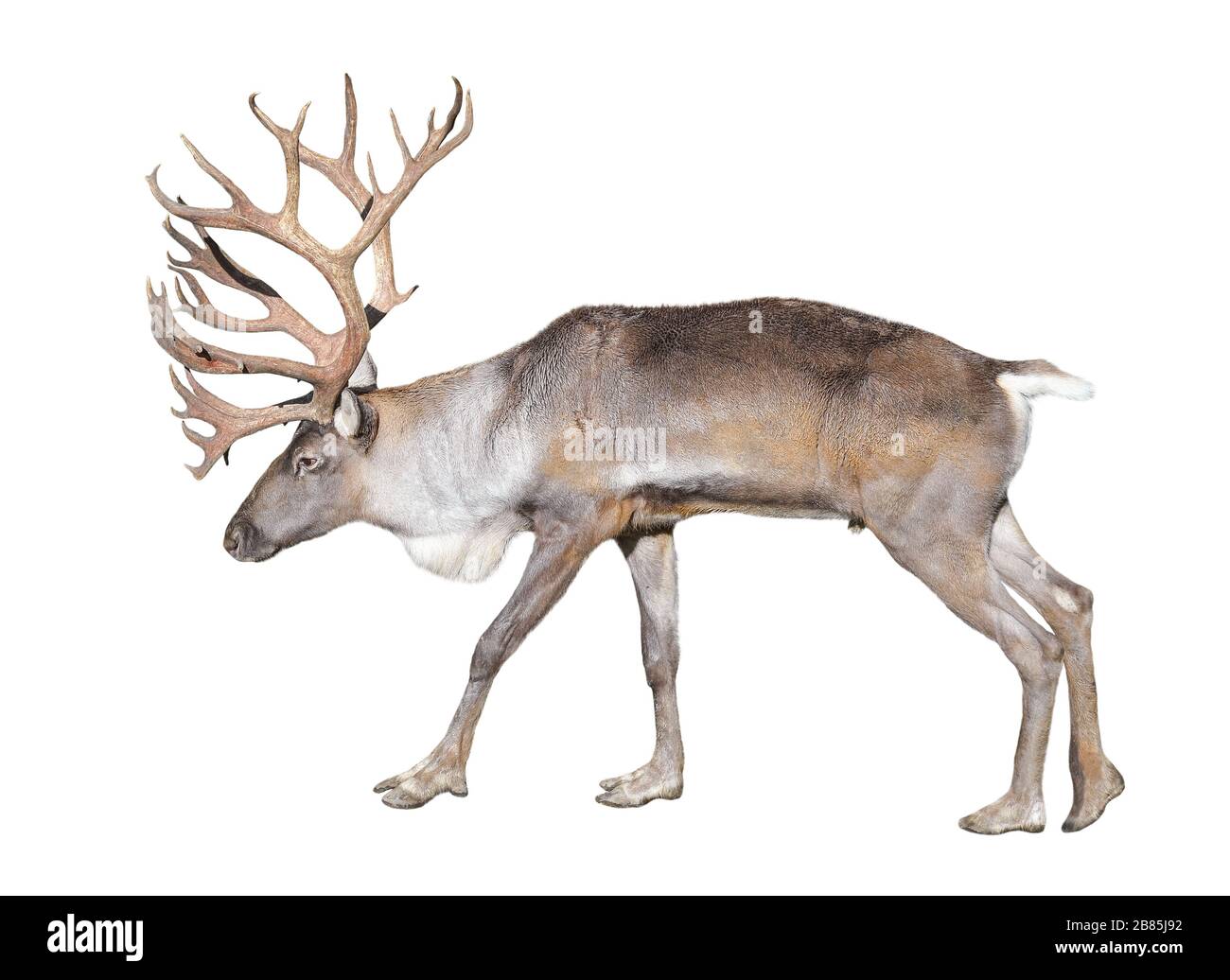Reindeer close up. Finnish forest reindeer isolated on white background ...