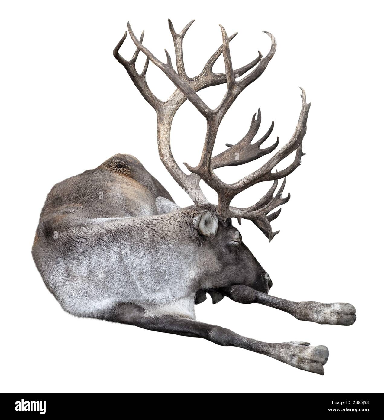 Reindeer with big horns close up. Finnish forest reindeer lies isolated ...