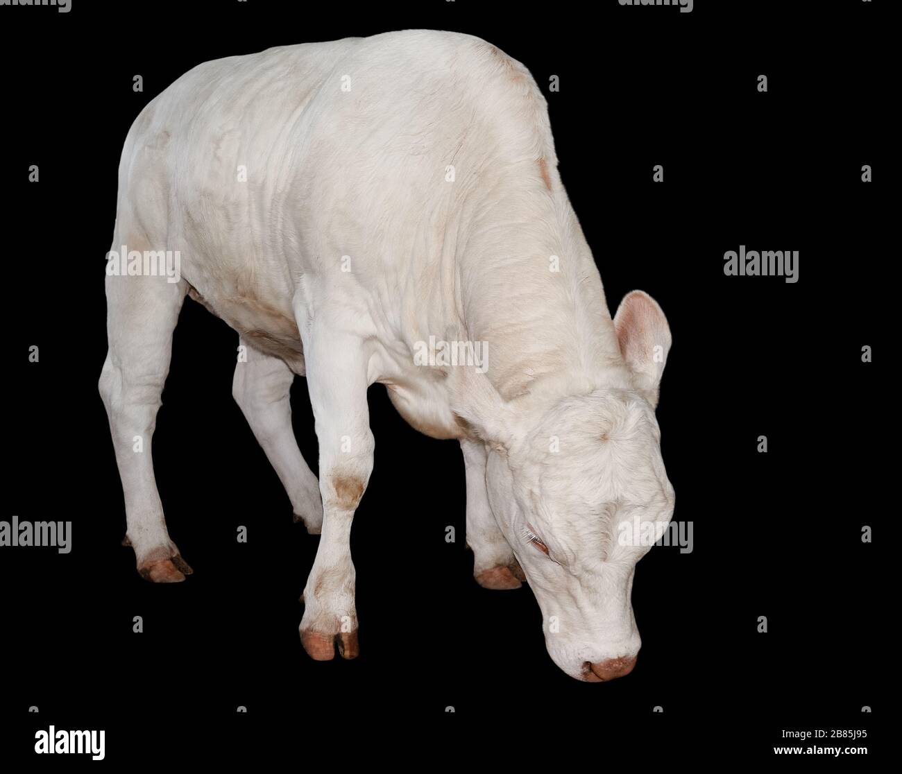 Beautiful young white cow isolated on black background. Cow full length ...