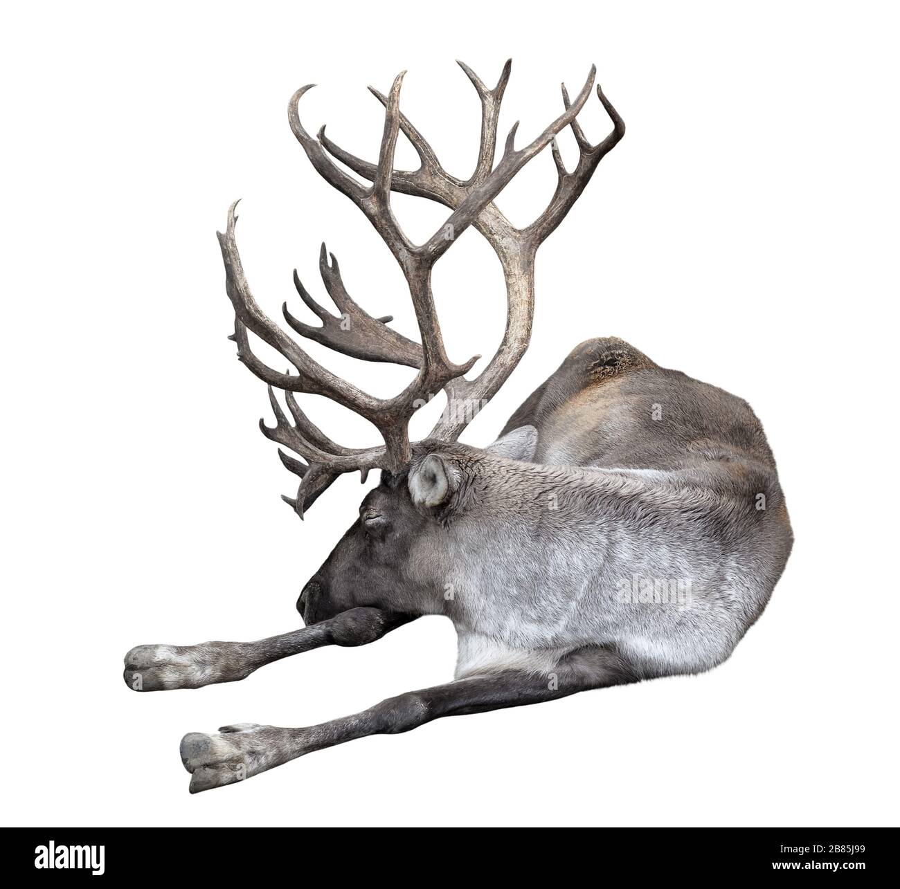 Finnish forest reindeer hi-res stock photography and images - Alamy