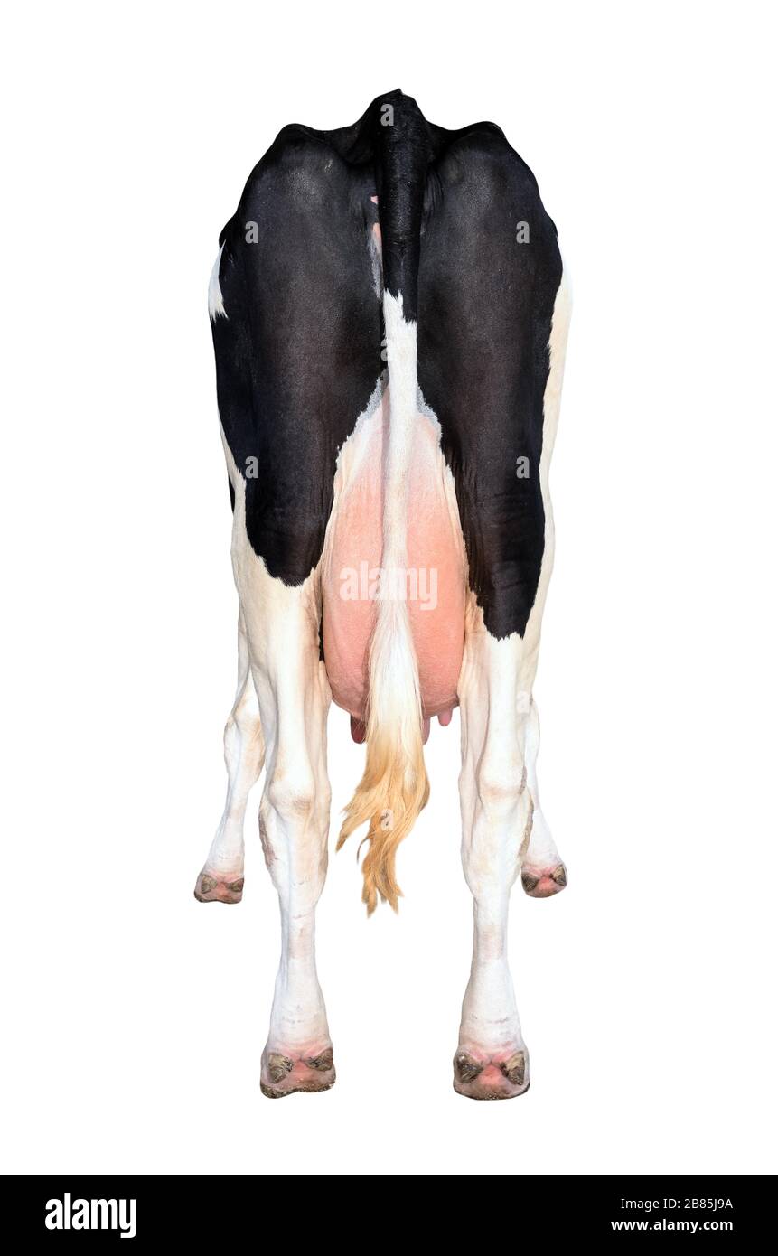 The bottom and tail of a standing cow. Cow isolated on white full ...