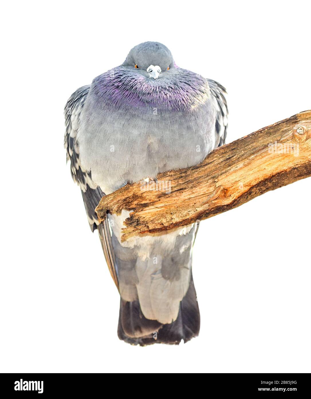 Fat dove Cut Out Stock Images & Pictures - Alamy