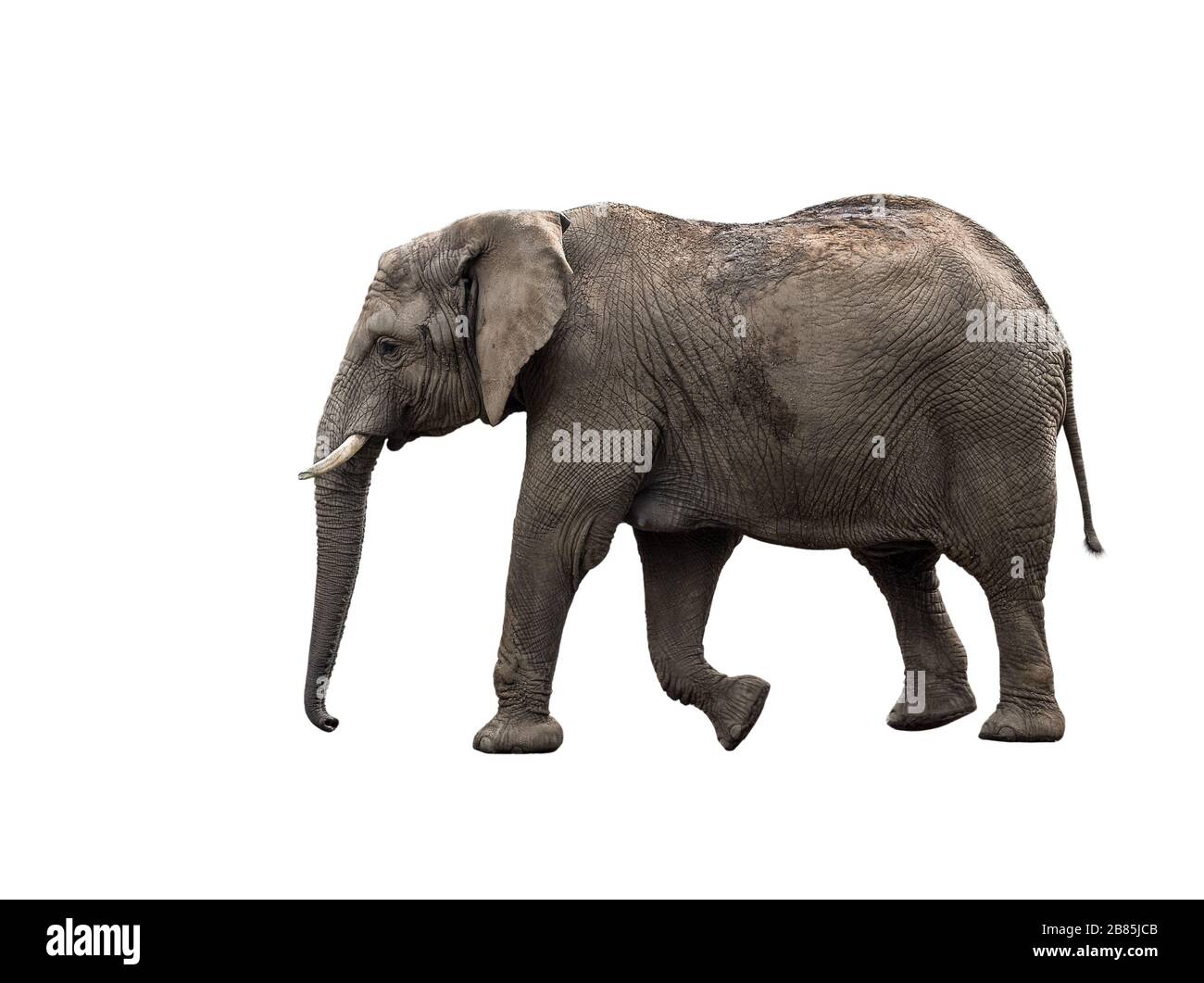 Elephant close up. Big grey walking elephant isolated on white ...