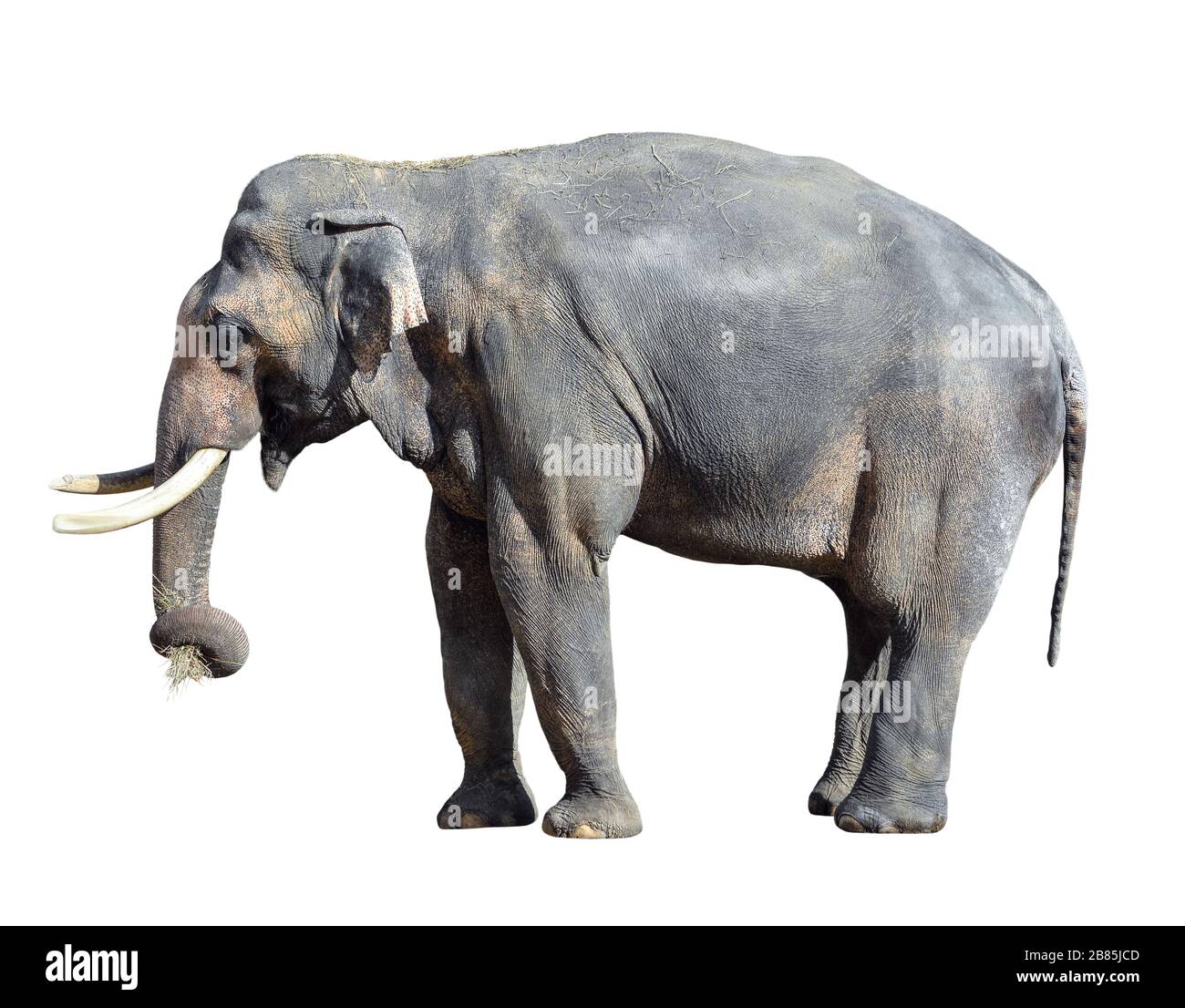 Elephant close up. Big grey walking elephant isolated on white ...