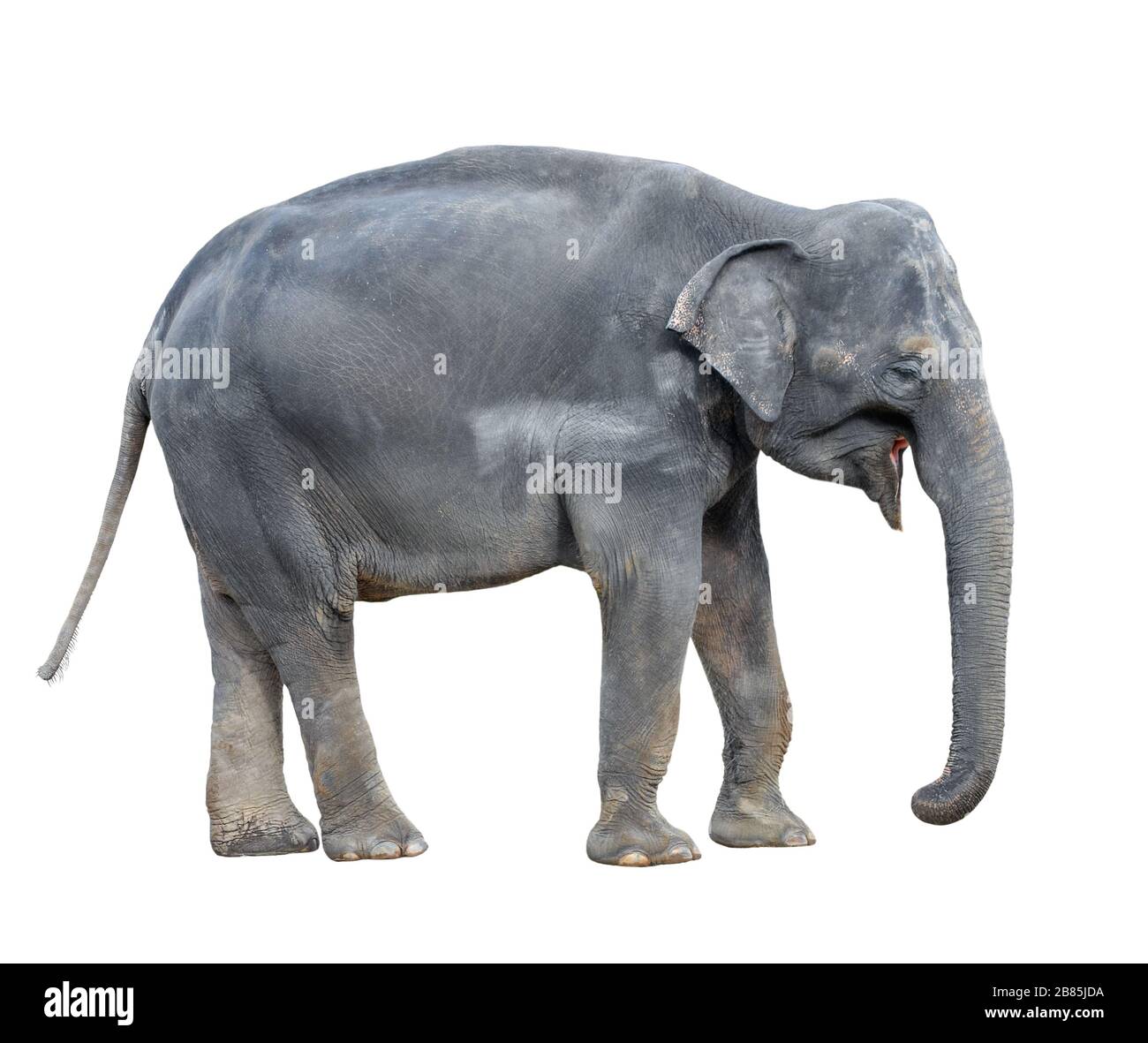 Elephant close up. Big grey walking elephant isolated on white ...