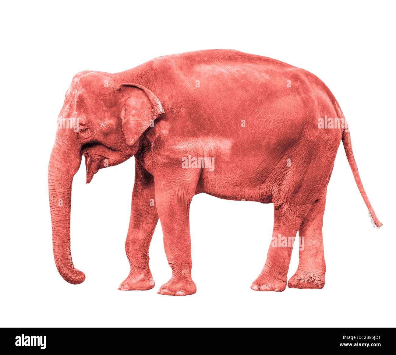 Elephant skin coral Cut Out Stock Images & Pictures - Alamy