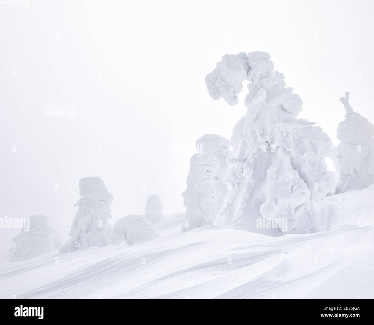 Trees covered with ice and now on Mt Zao Japan Stock Photo - Alamy