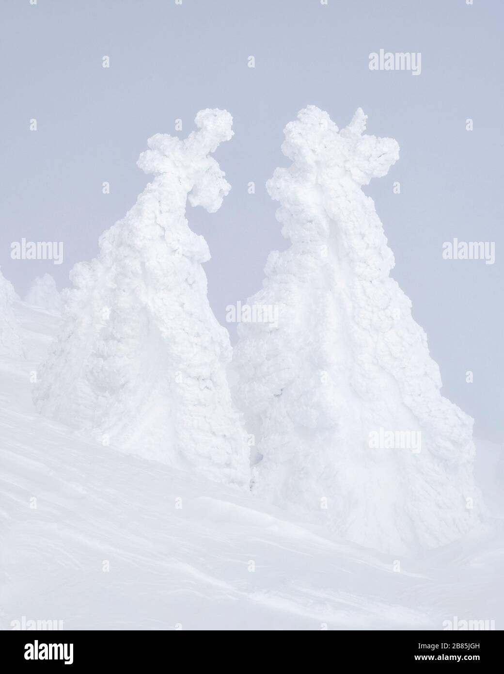 Trees covered with ice and now on Mt Zao Japan Stock Photo - Alamy