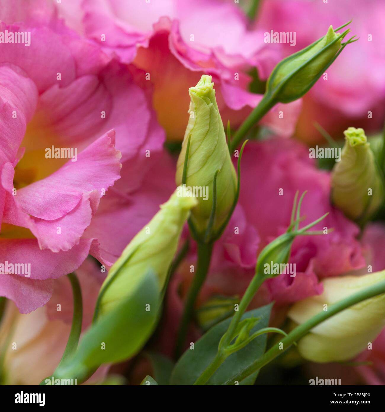 Pink eustoma lisianthus flower hi-res stock photography and images - Alamy
