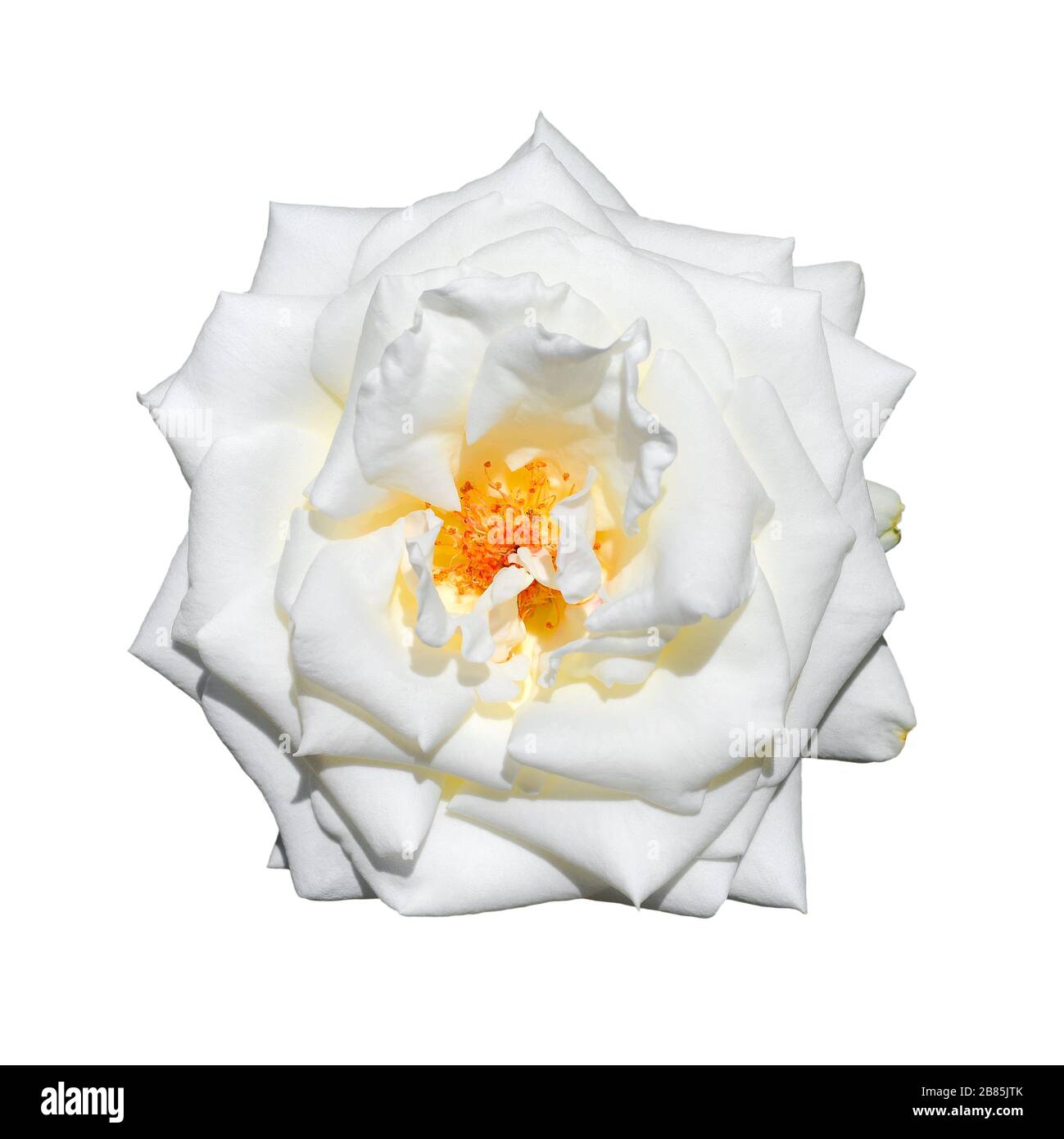 Tender white rose isolated on white background. White rose head close ...