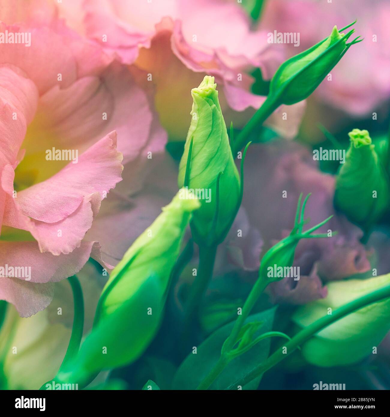 Beautiful Eustoma flowers (Lisianthus, tulip gentian, eustomas ...