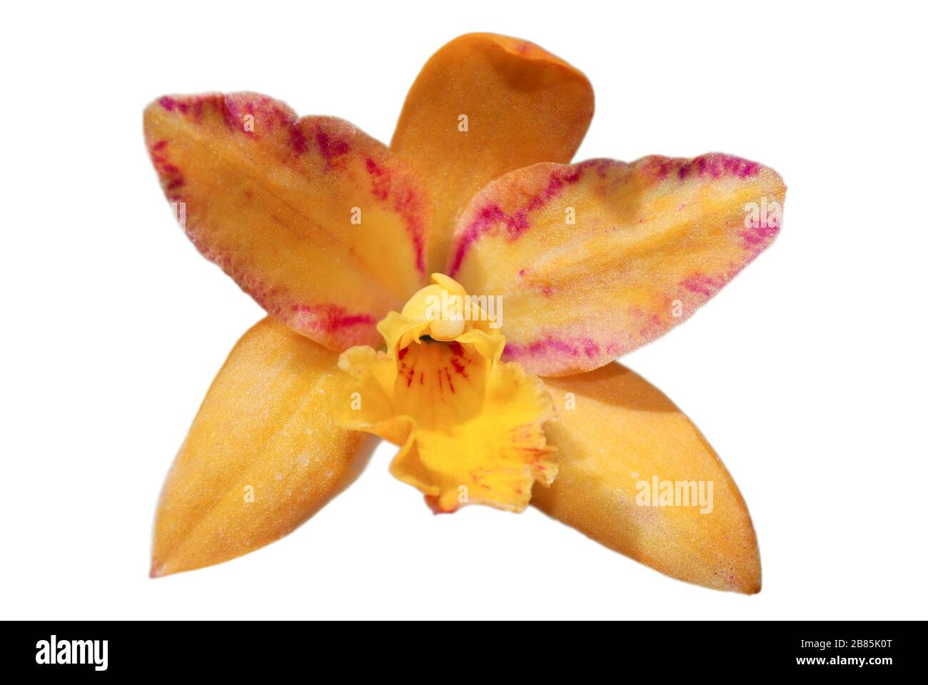 Beautiful orchid isolated on white. Orchid close up. Yellow orchid ...
