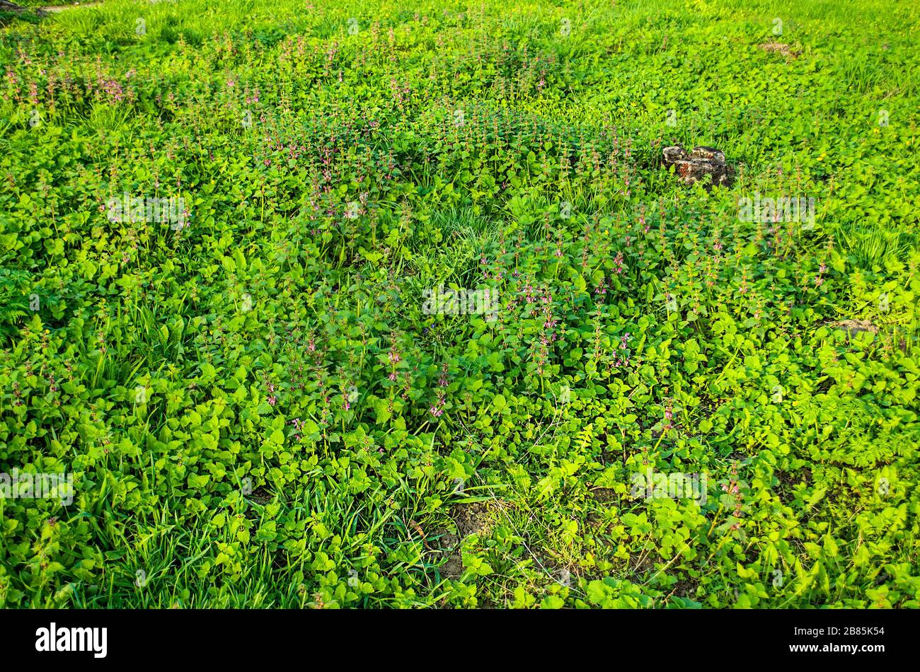 Forest lawn with green grass natural vegetation Stock Photo - Alamy