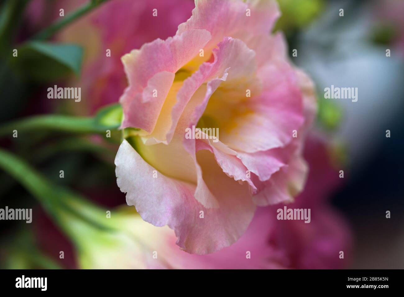 Pink eustoma lisianthus flower hi-res stock photography and images - Alamy