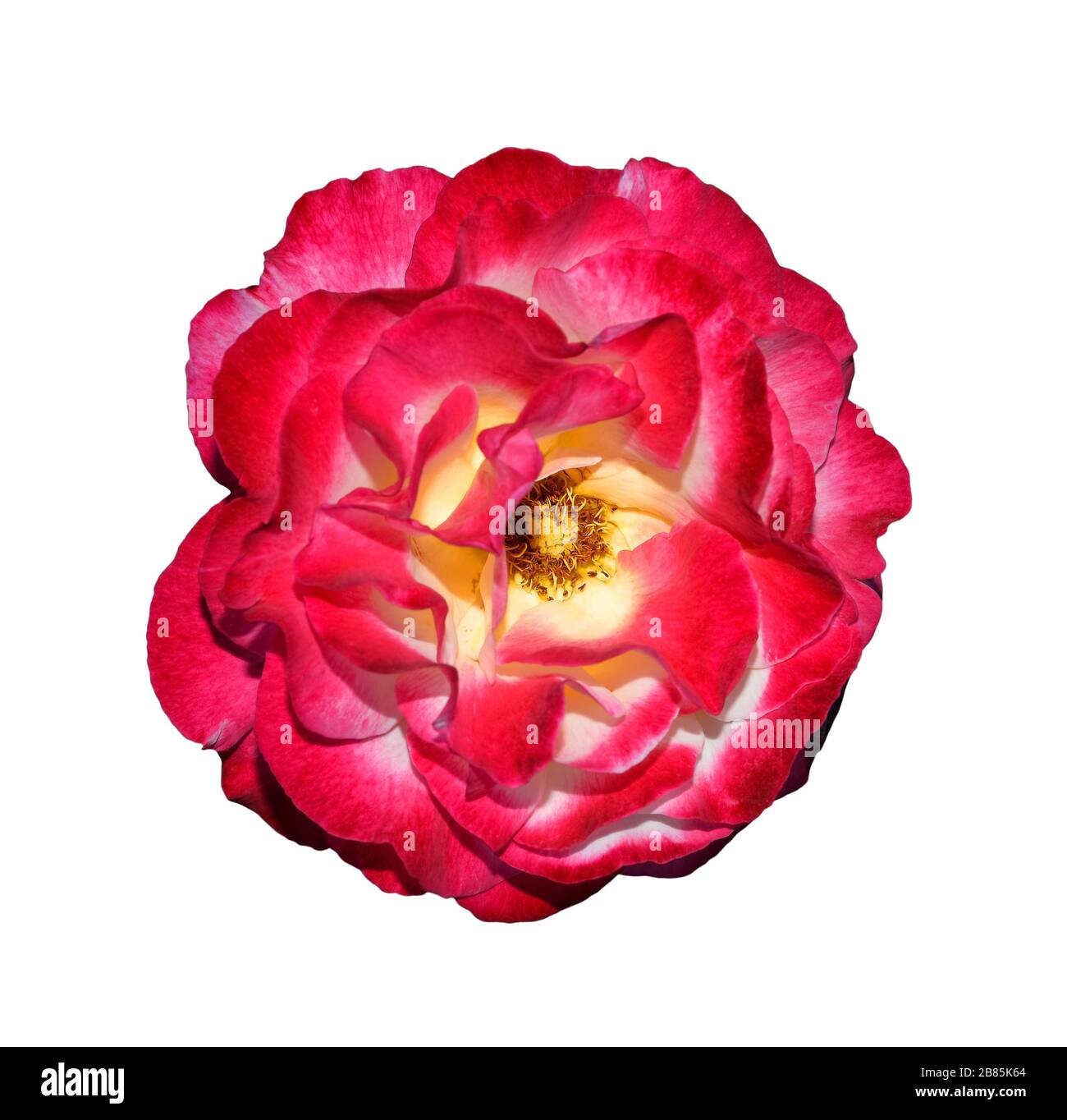 Top view on beautiful red rose head close up. Red rose isolated. Tender ...