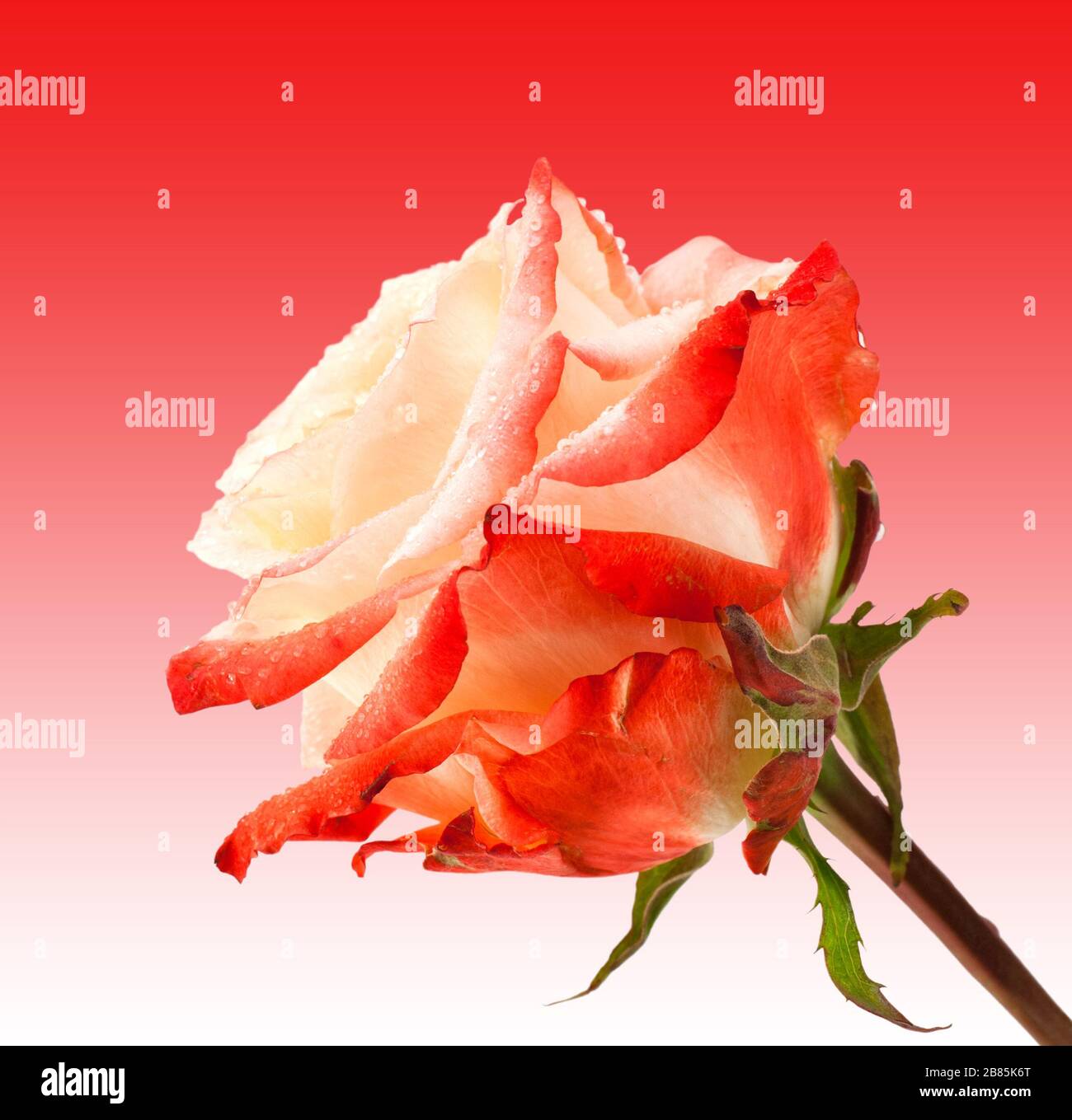 Pink and tea rose flower on tender pink background. Beautiful rose head ...
