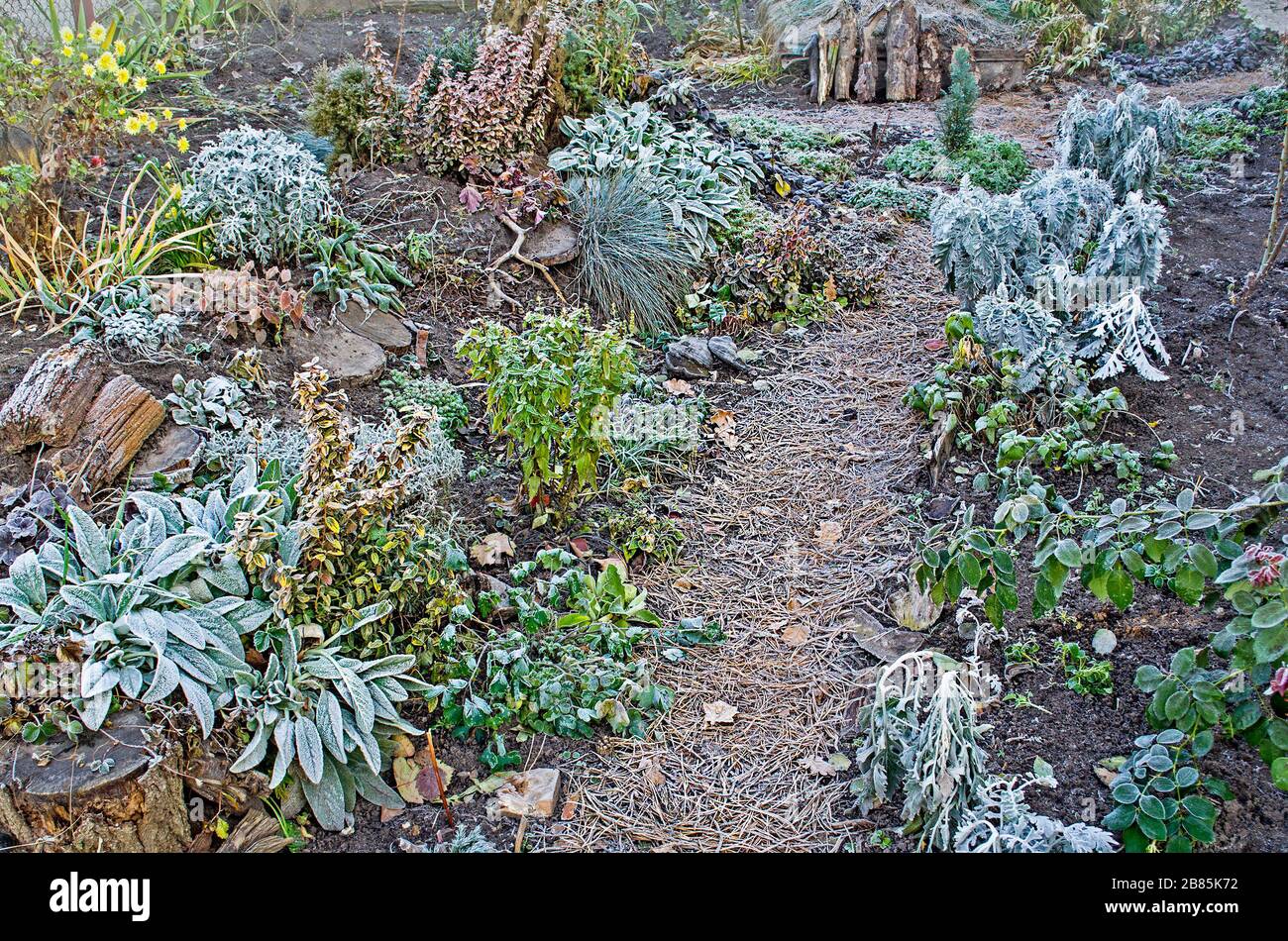 Frozen bushes, greenery and flowers in the garden in winter Stock Photo ...