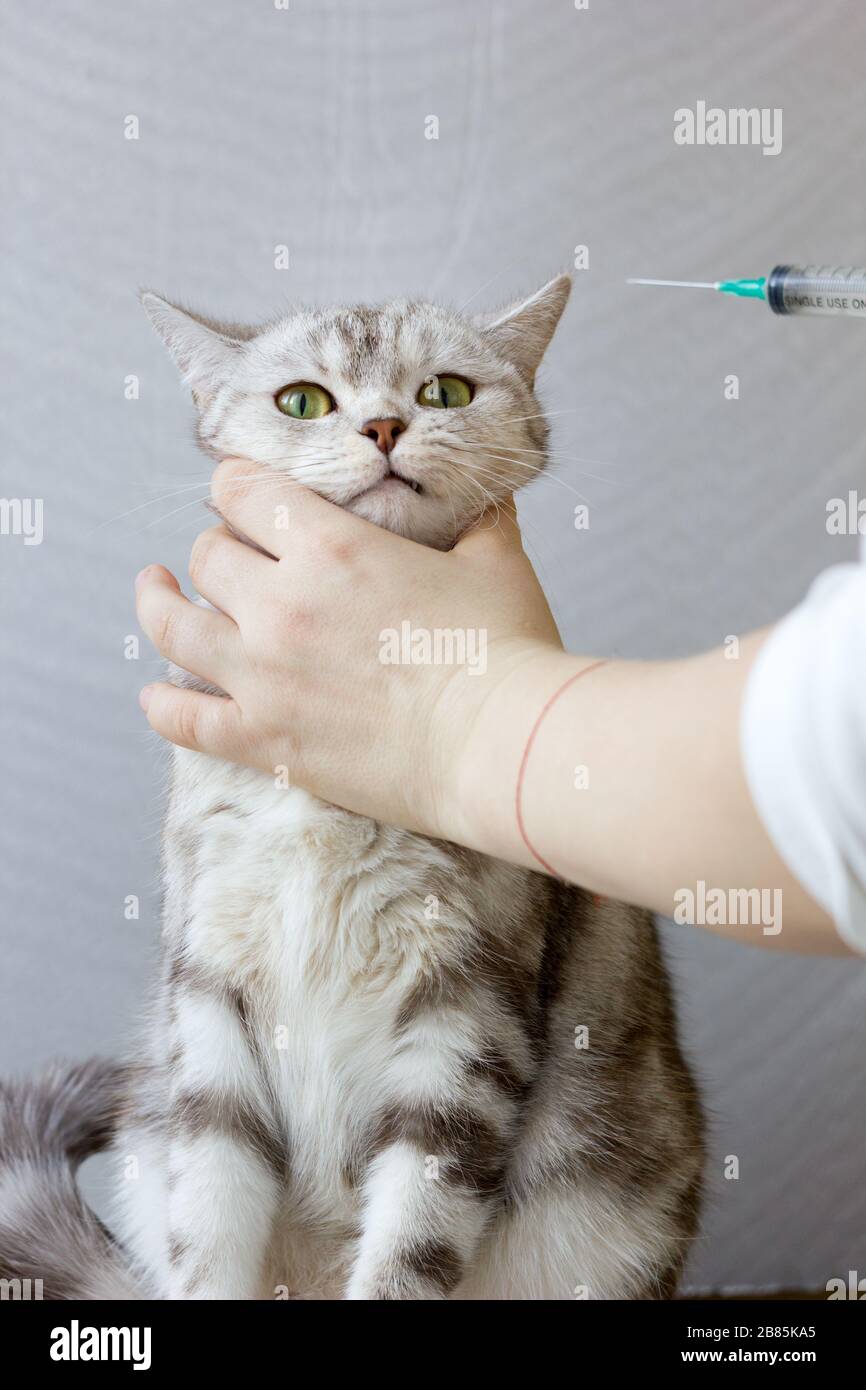 Cat in veterinary clinic. Cat and syringe Stock Photo - Alamy