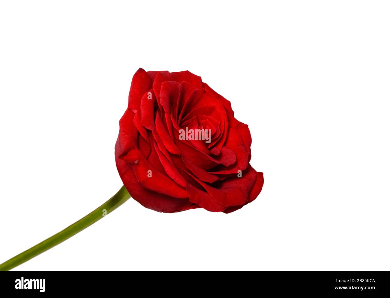 Beautiful red rose flower close up. Tender rose head isolated. Garden ...