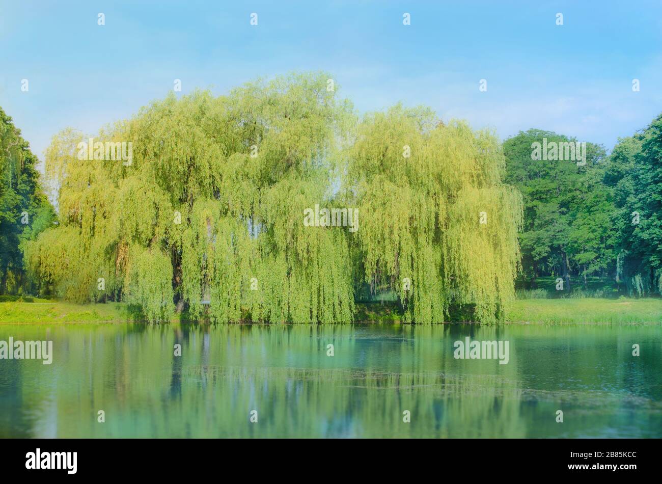 Willow tree by the water. Babylon willow or Salix Babylonica. Spring ...
