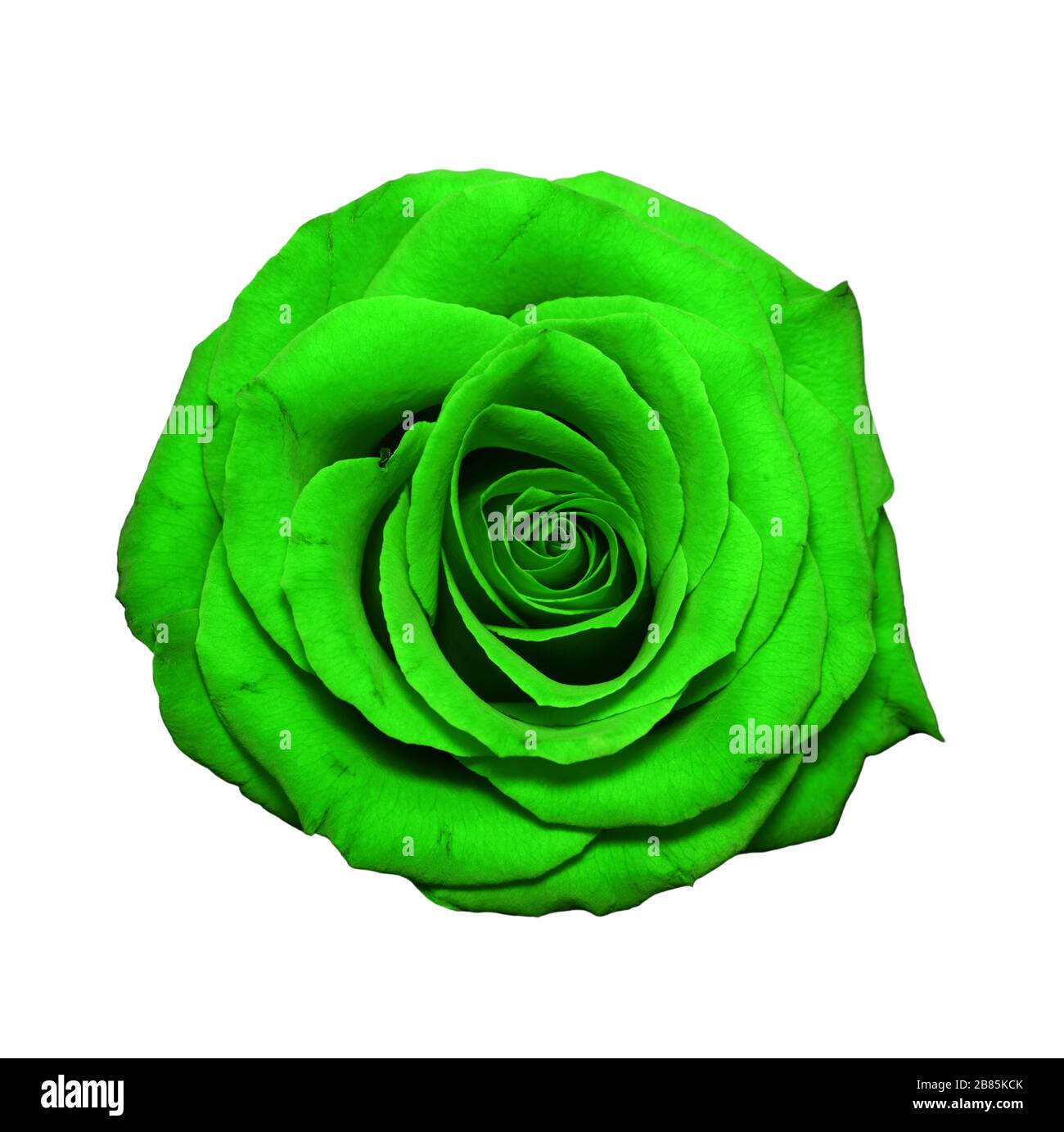 Green Rose head isolated on white. Colorful rose flower head fully open ...