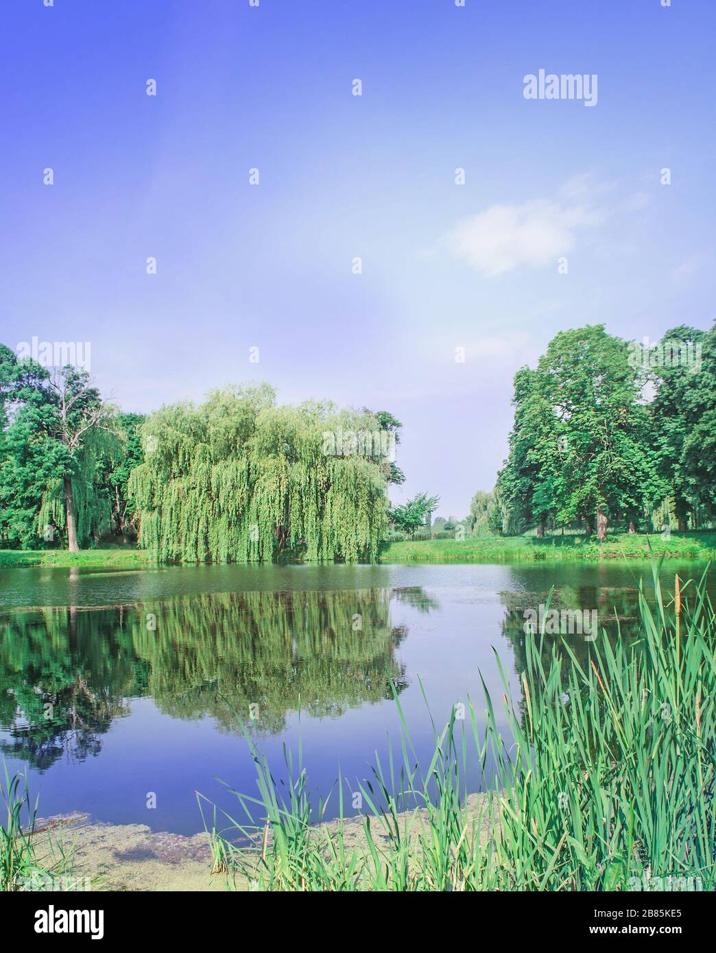 Willow tree by the water. Babylon willow or Salix Babylonica. Spring ...