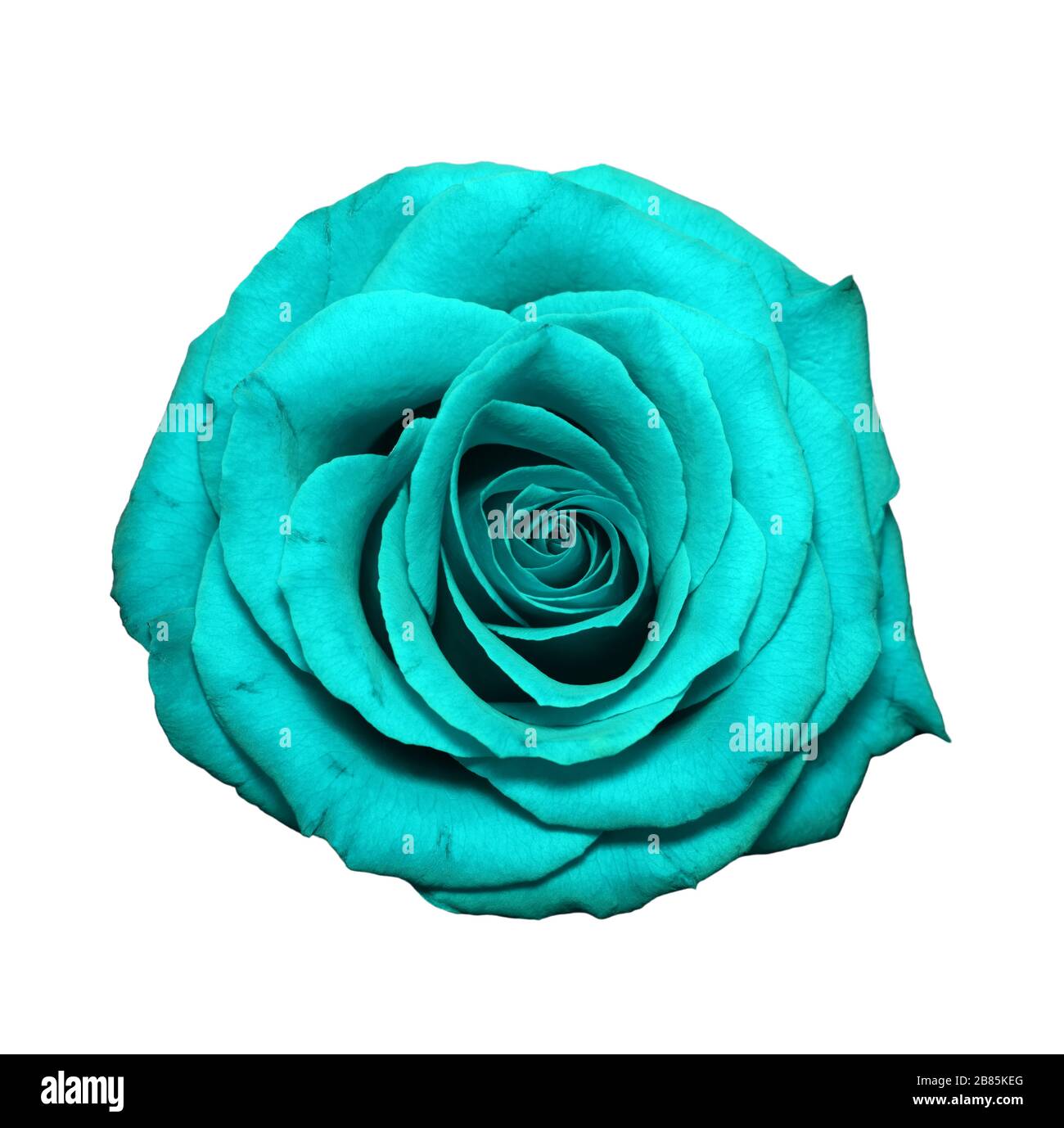 Blue Rose head isolated on white. Colorful rose flower head fully open ...