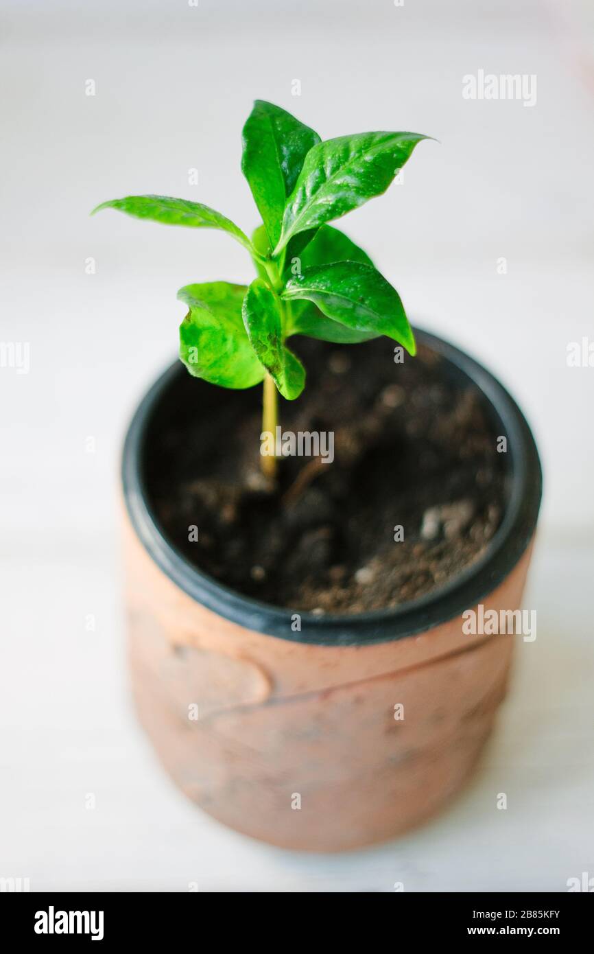 Coffee bean sprout hi-res stock photography and images - Alamy