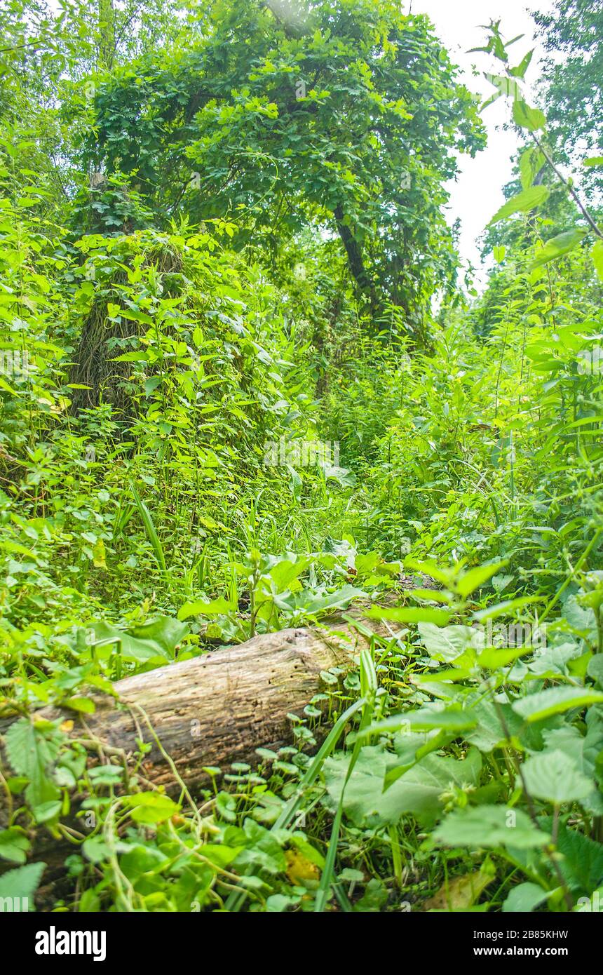 Fallen tree lying in a dense forest. Jungle like forest scenery Stock ...