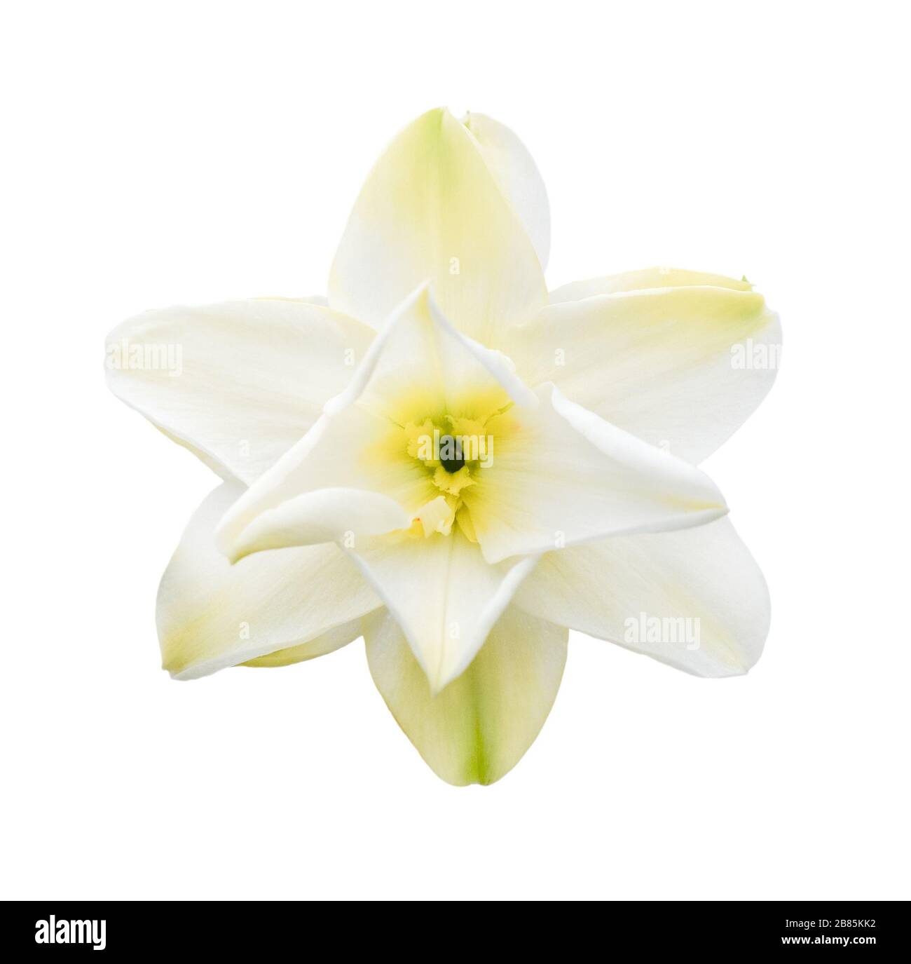 White daffodil (Narcissus poeticus) isolated on white background. Full ...