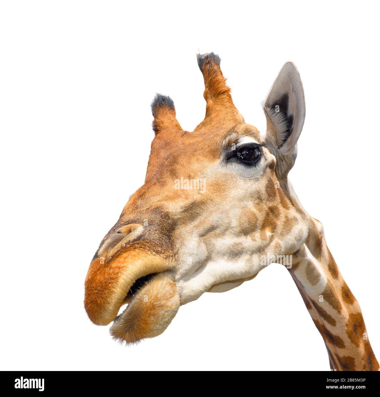 Cute giraffe portrait isolated on white background. Funny giraffe head ...