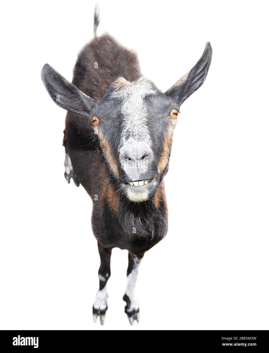 Goat full length. Brown goat isolated on white background. Goat with a ...