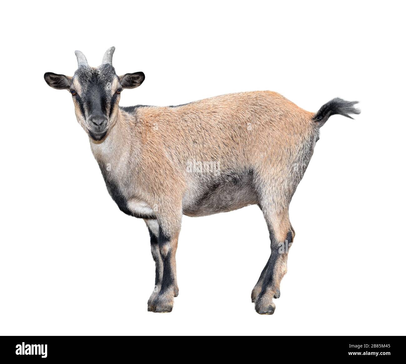 Goat standing full length isolated on white. Funny female goat close up ...