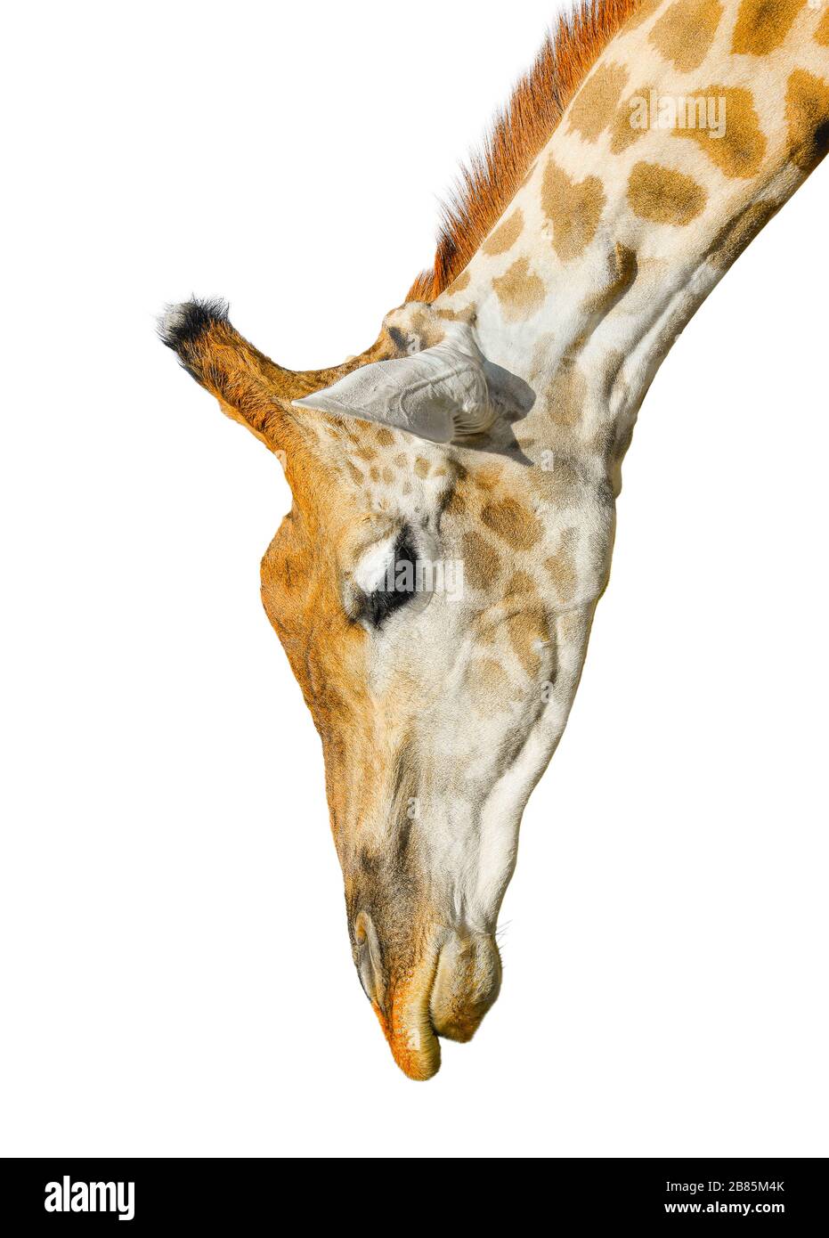 Cute giraffe portrait isolated on white background. Funny giraffe head ...