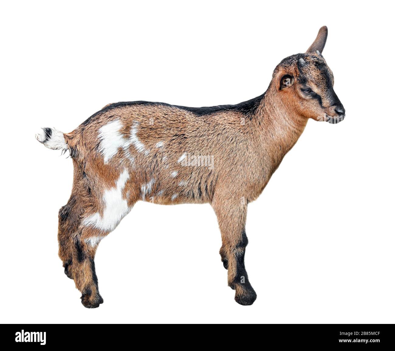 Goat standing full length isolated on white. Funny female kid close up ...