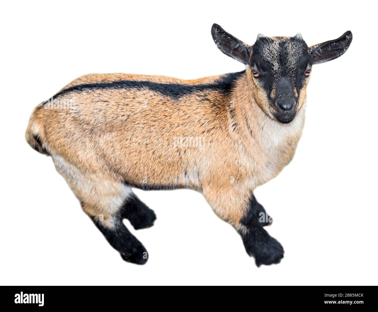 Kid goat full length isolated on white. Farm animals. Goat close up ...