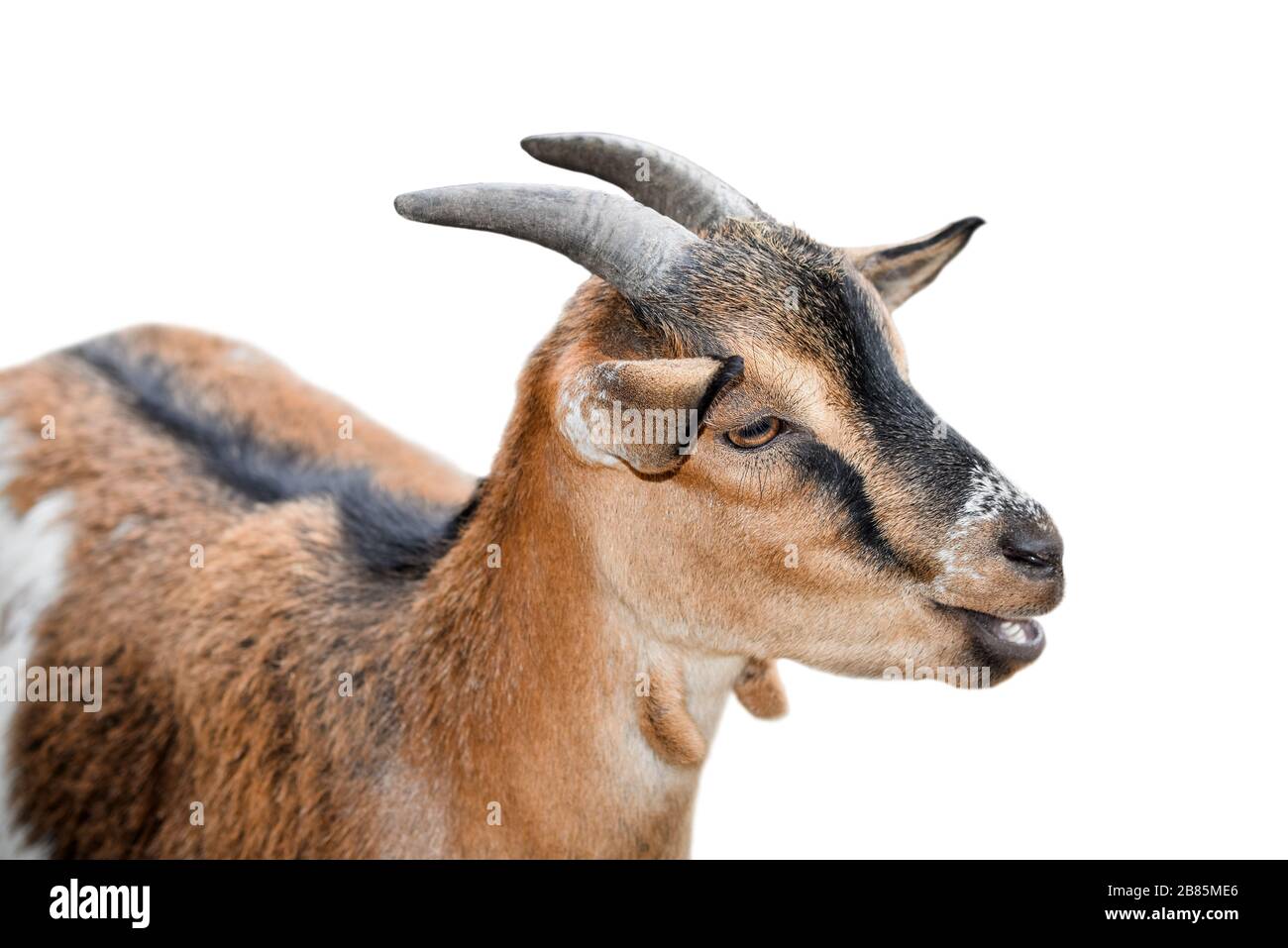 Goat portrait close up. Beautiful, cute, young brown goat isolated on ...