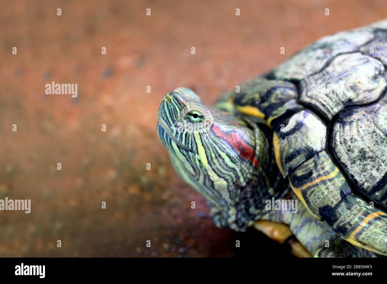 Turtle, Head turtle close up, Turtle contract in the shell (Selective ...