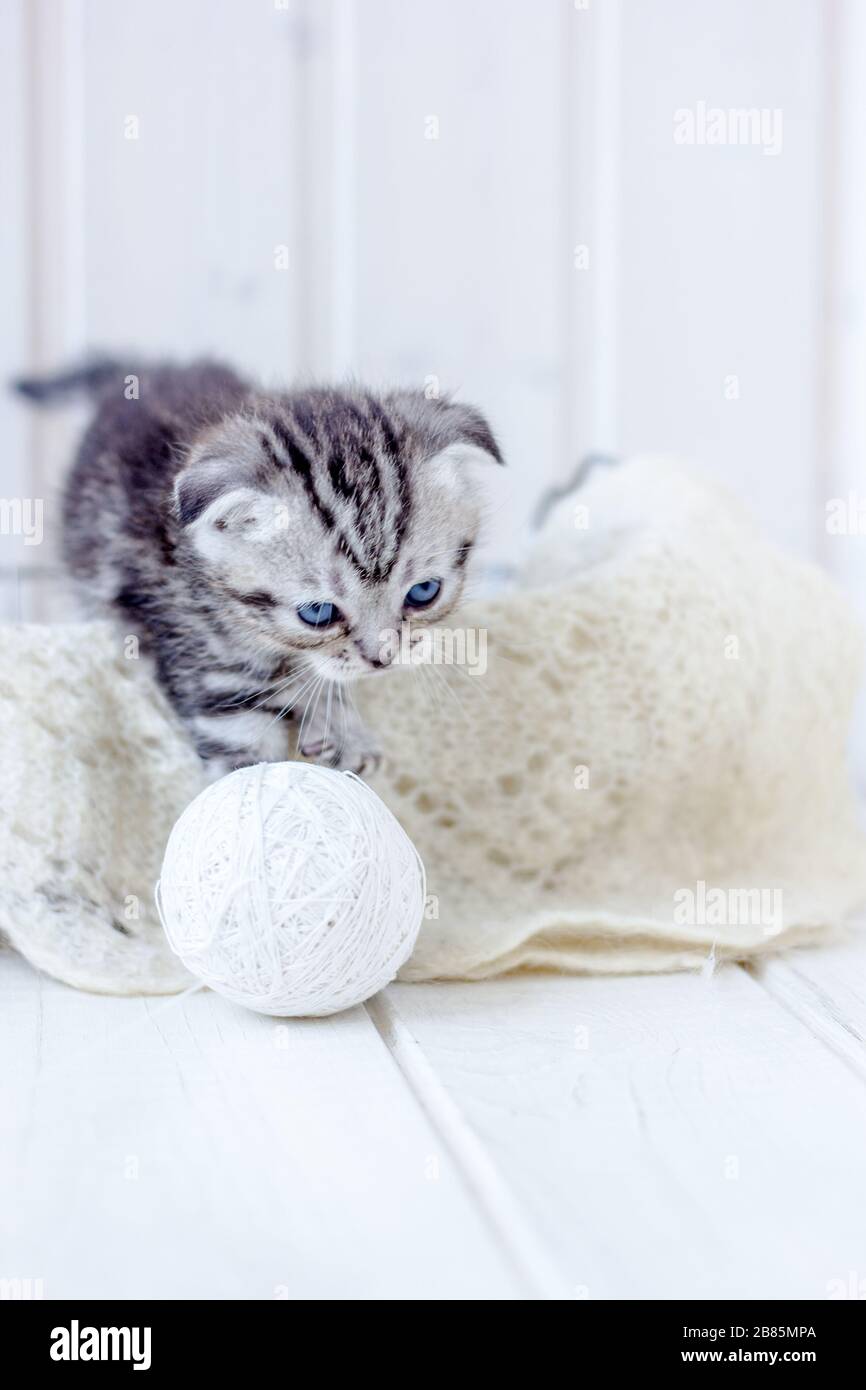 Playful kitten plays ball yarn hi-res stock photography and images - Alamy